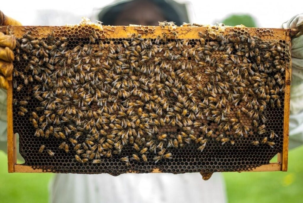 Cómo se hace un panal de abejas